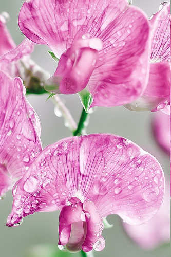 Regenblumen fotografieren zum Sonntag – Blog Susay